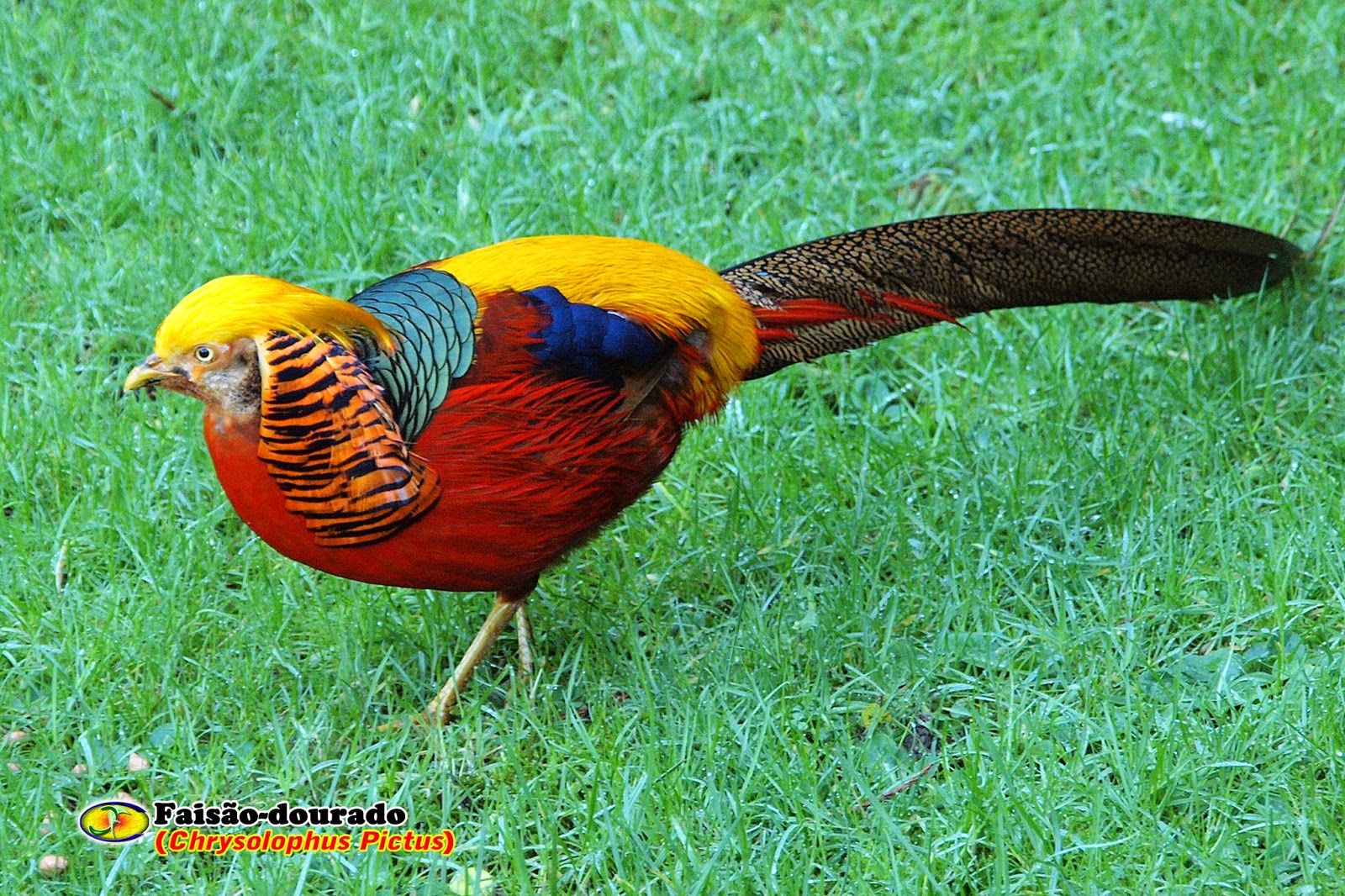 Zoologia: Faisão-dourado (Chrysolophus pictus)